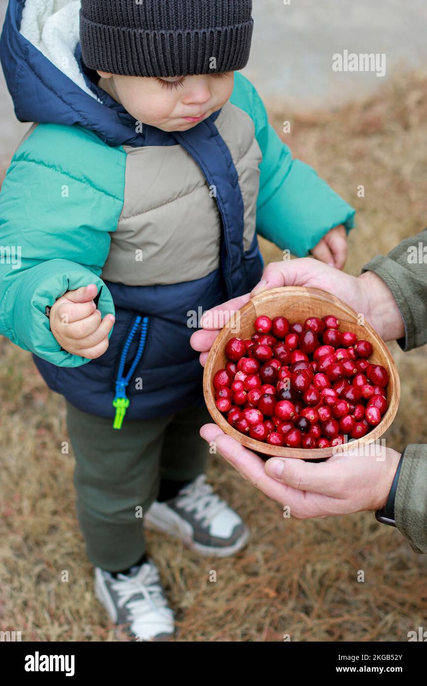 child eating fresh cranberries in a wooden bowl Stock Photo - Alamy