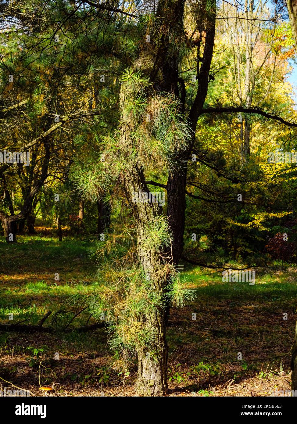 A bent pine with small tufts of long needles in the park Stock Photo ...