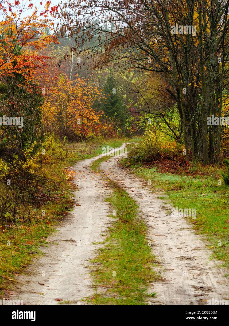 Winding dirt trail through forest hi-res stock photography and images ...