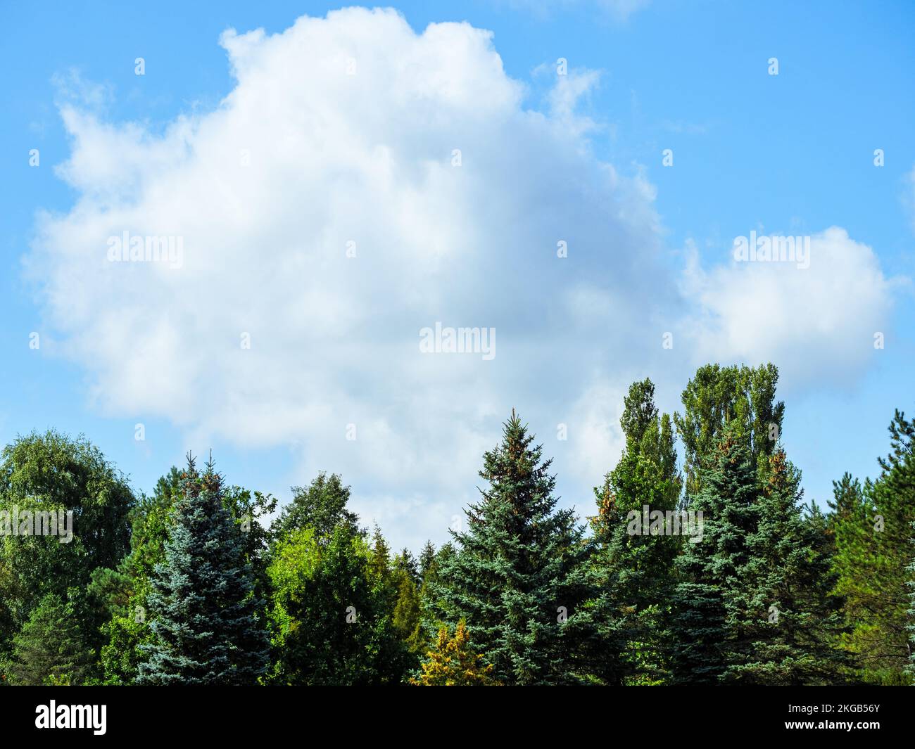 Green treetops hi-res stock photography and images - Alamy