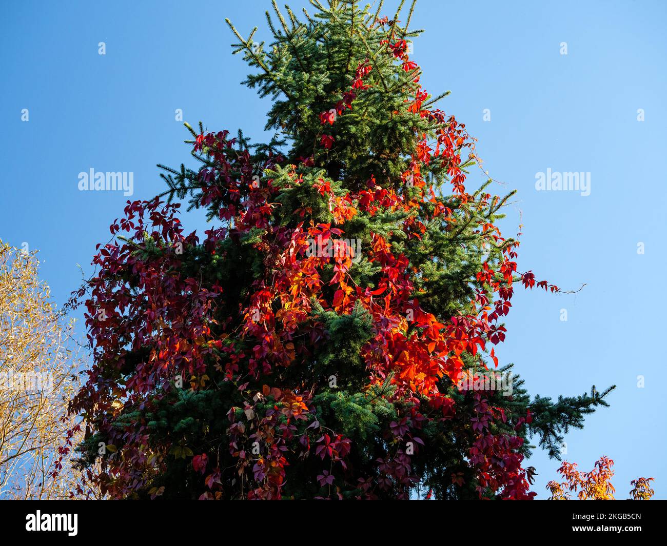 Red ivy wrapped around a green spruce against a blue sky Stock Photo ...