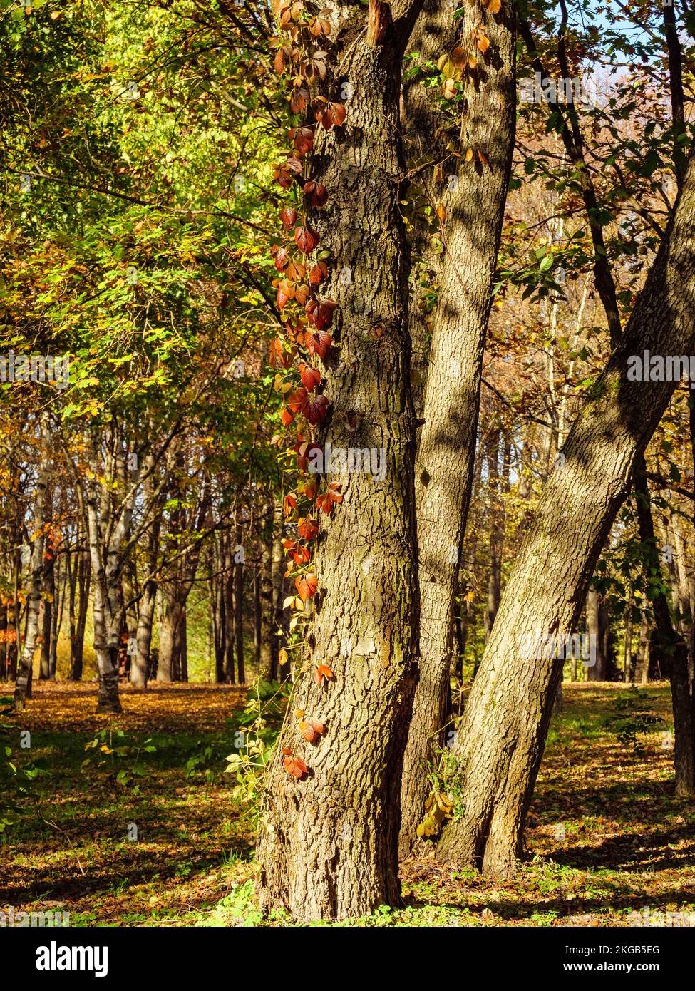 Red ivy wrapped around tree trunk hi-res stock photography and images ...