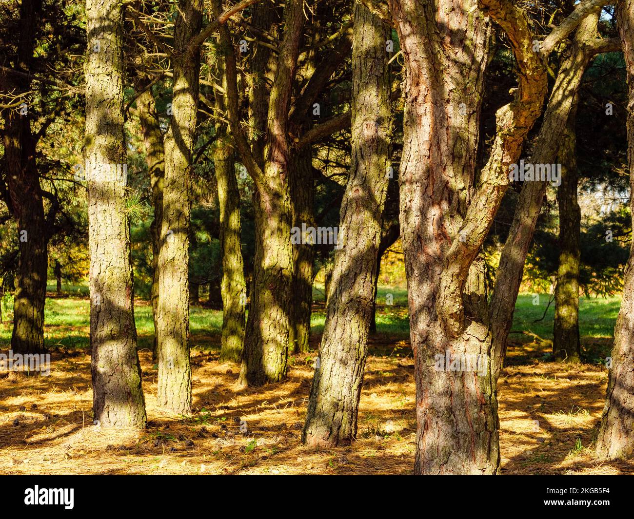 Tree leaves strewn autumn hi-res stock photography and images - Alamy