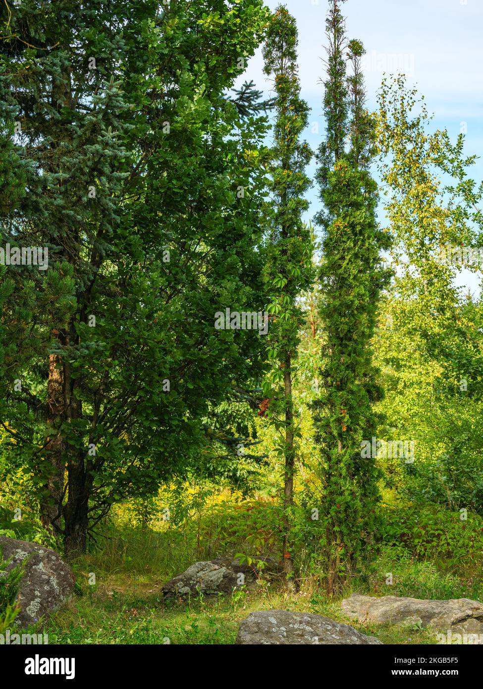 Tall thin tree hi-res stock photography and images - Alamy