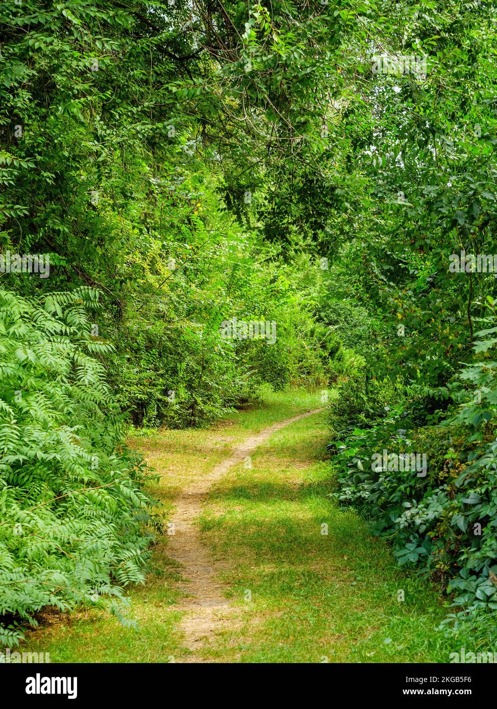 Walking trail through leafy green trees of a beautiful park Stock Photo ...