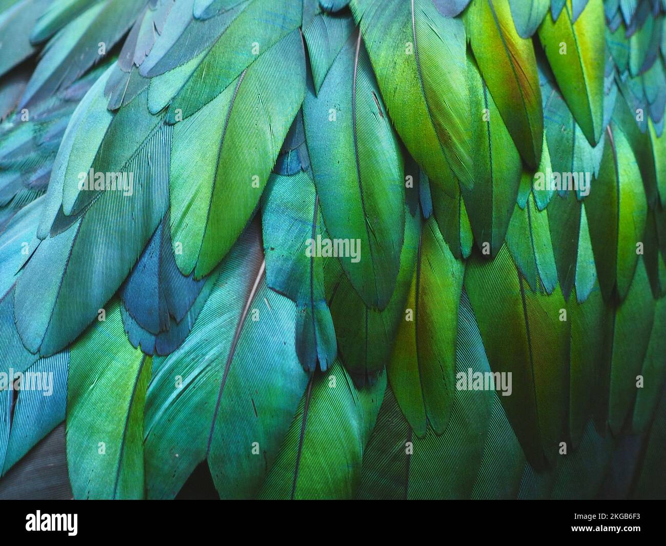 Magnificent shimmering Nicobar Pigeon feathers in lustrous beauty Stock ...