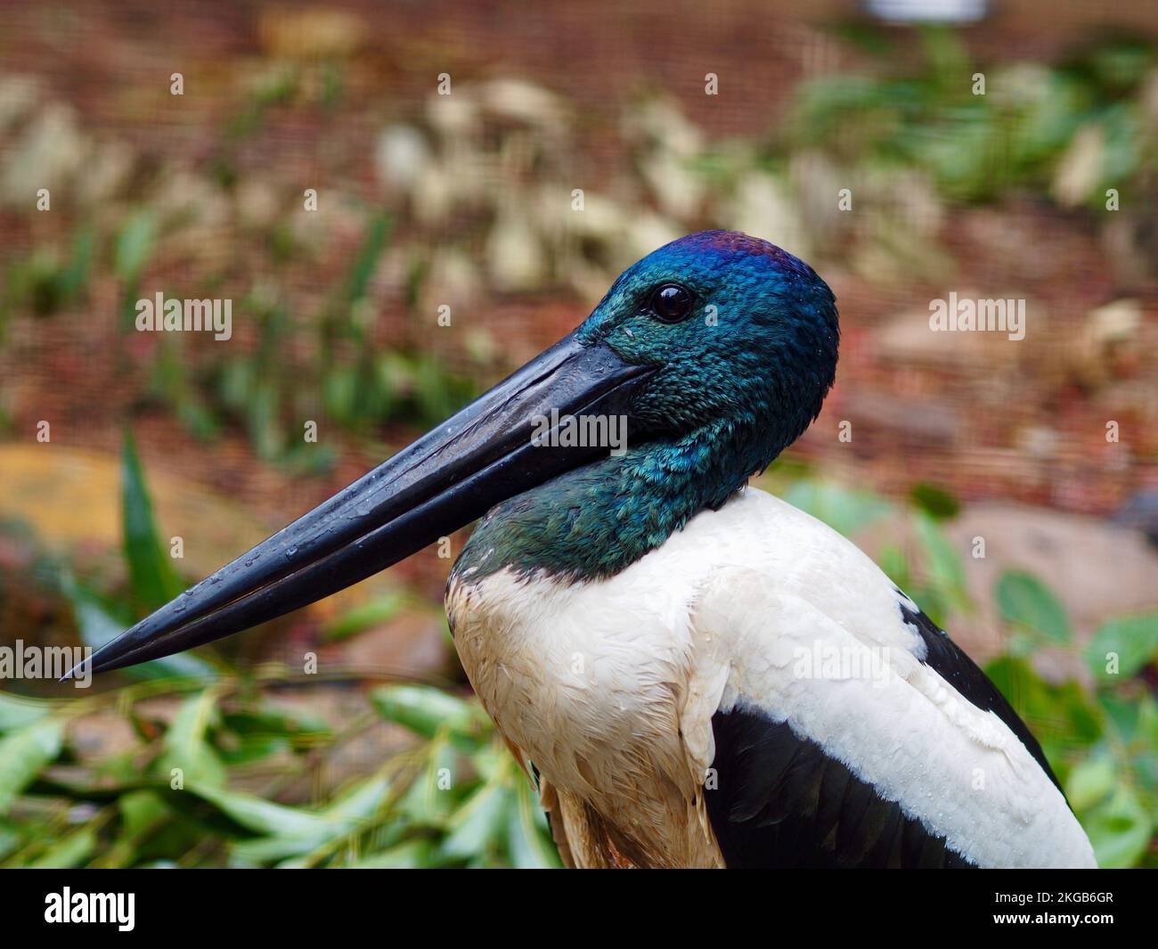 230cm wingspan hi-res stock photography and images - Alamy
