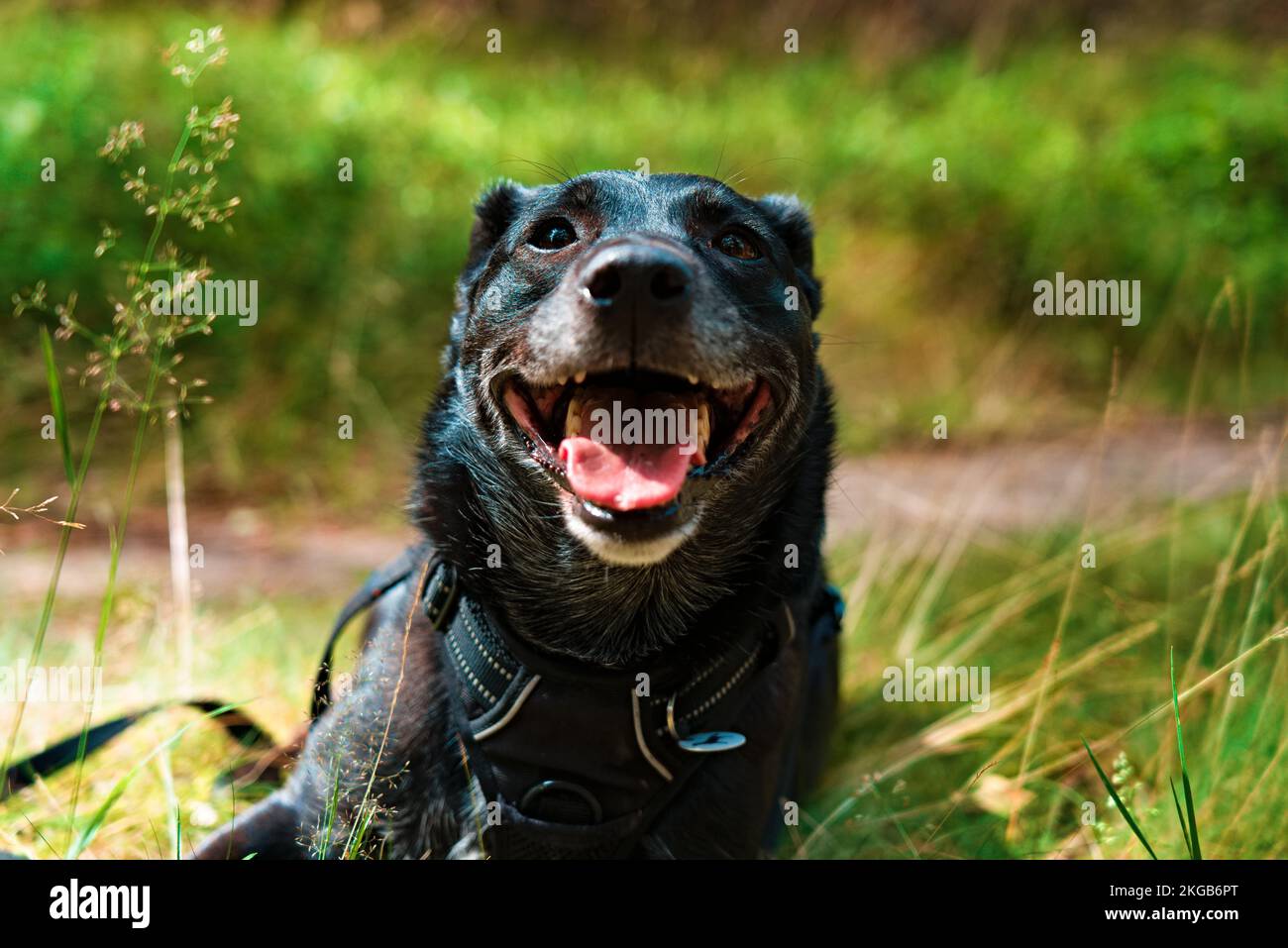 A portrait of a cute black happy Patterdale Terrier dog smiling sitting ...