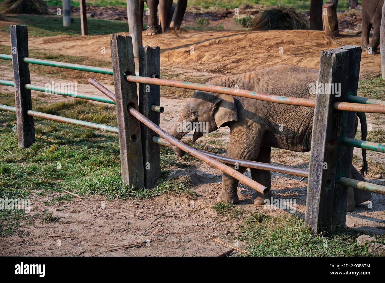 Zoo elephant fence hi-res stock photography and images - Alamy