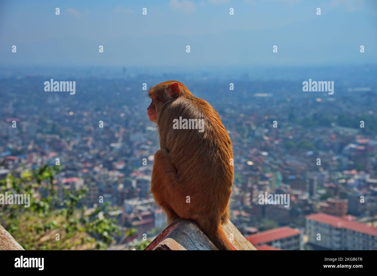 Monkey climbing the wall of Buddhist shrine above Kathmandu city in ...