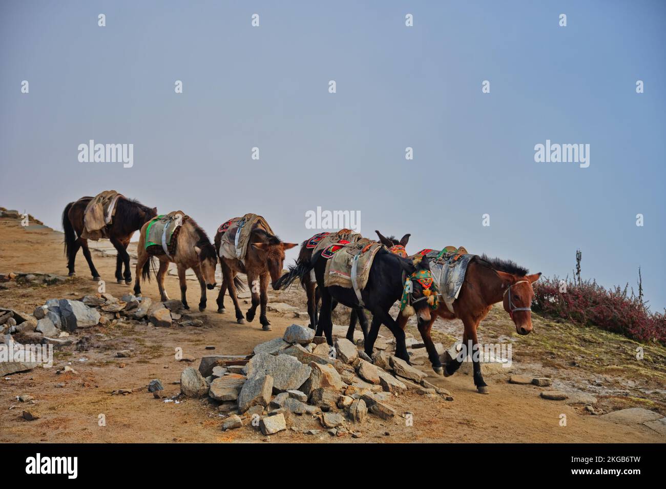 Saddle mule hi-res stock photography and images - Alamy