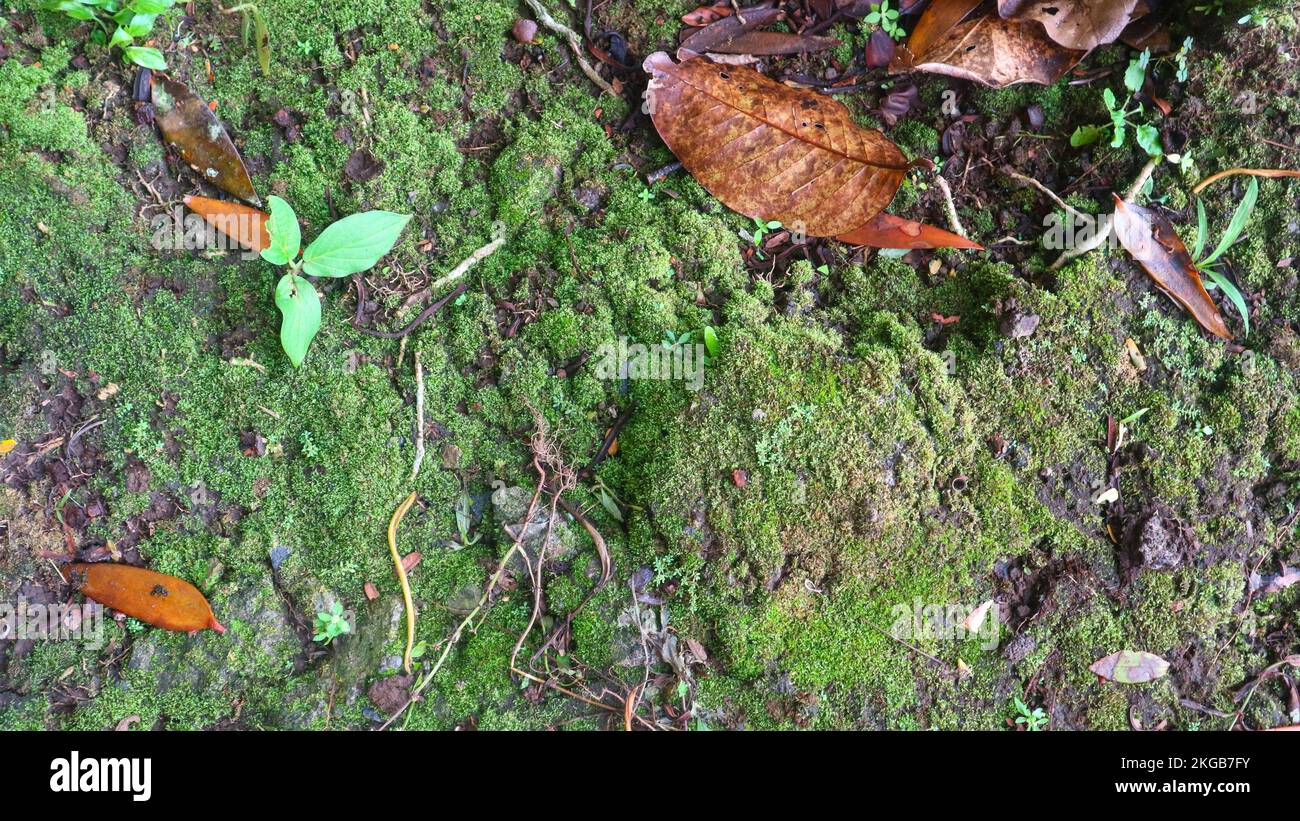 Mossy road texture with fallen leaves Stock Photo - Alamy