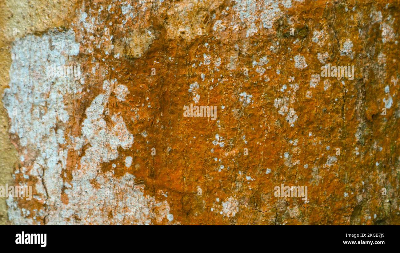 amazing bark texture as background Stock Photo - Alamy
