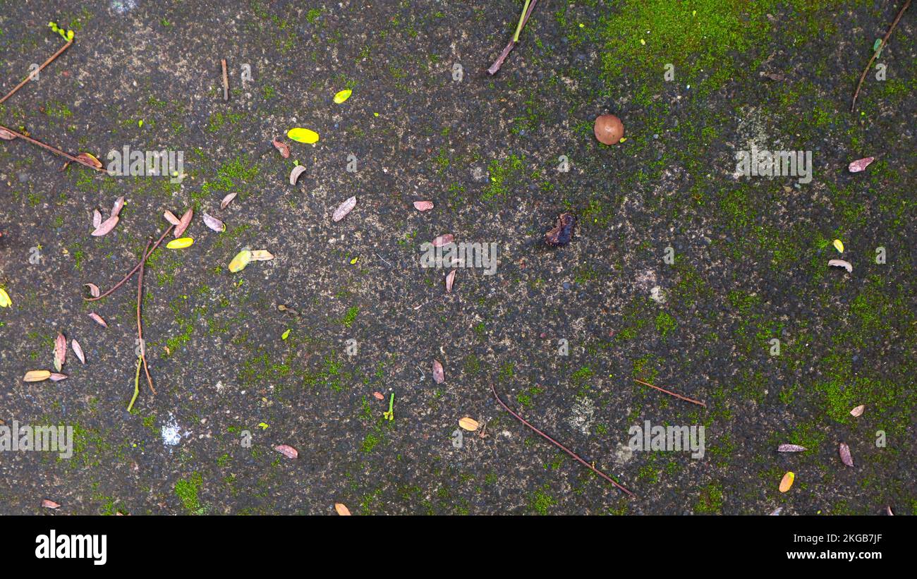 Mossy road texture with fallen leaves Stock Photo - Alamy