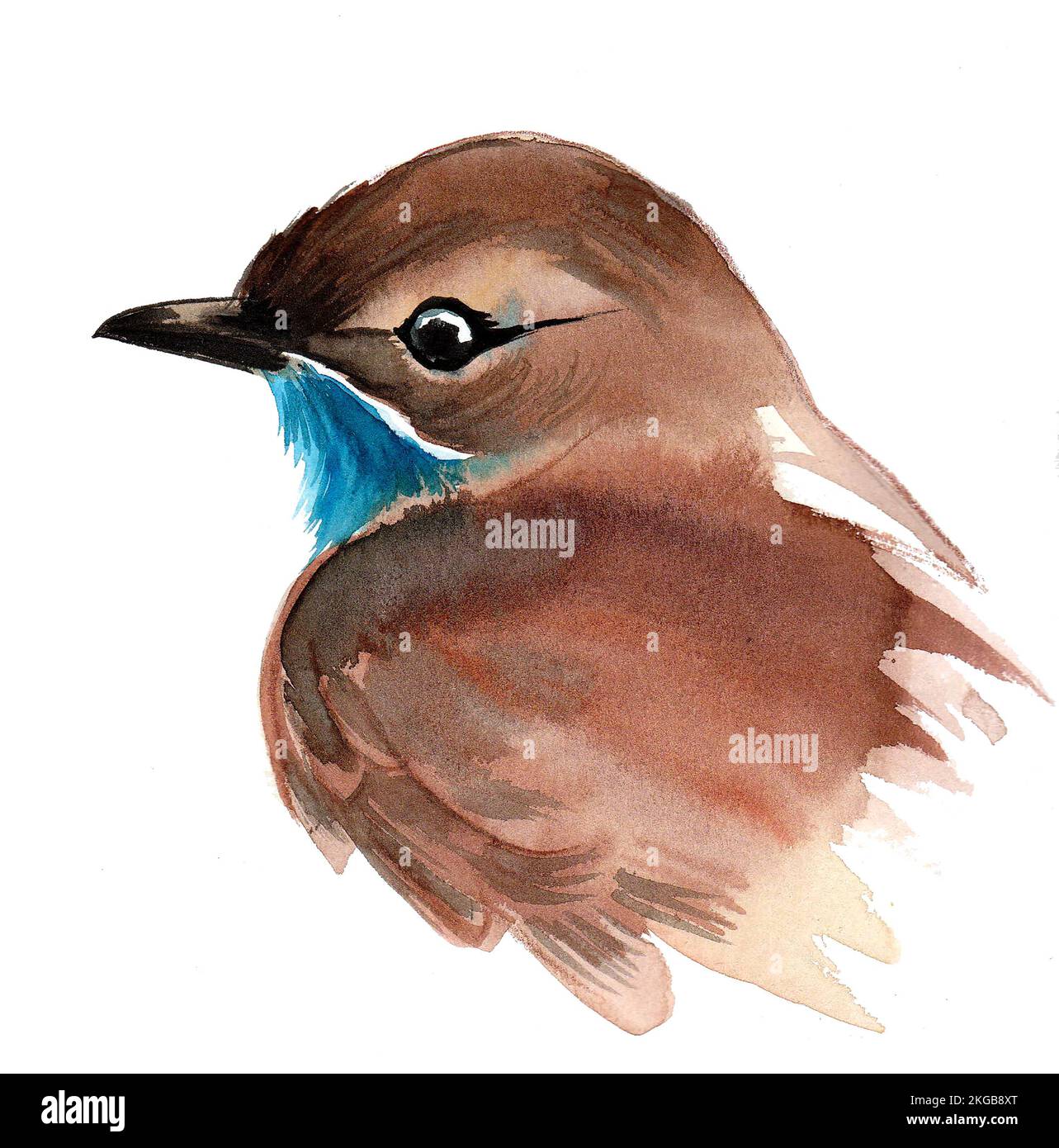 Cute small brown bird with blue neck. Ink and watercolor drawing Stock ...