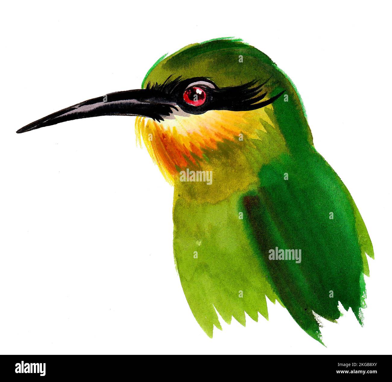 Green bird with long beak on white background. Ink and watercolor ...