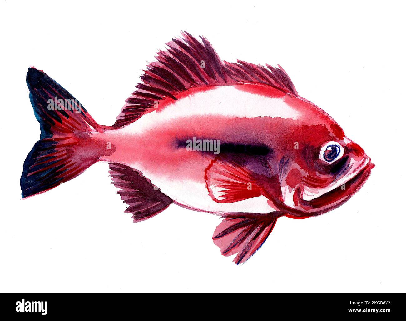 Red fish on white background. Ink and watercolor drawing Stock Photo ...