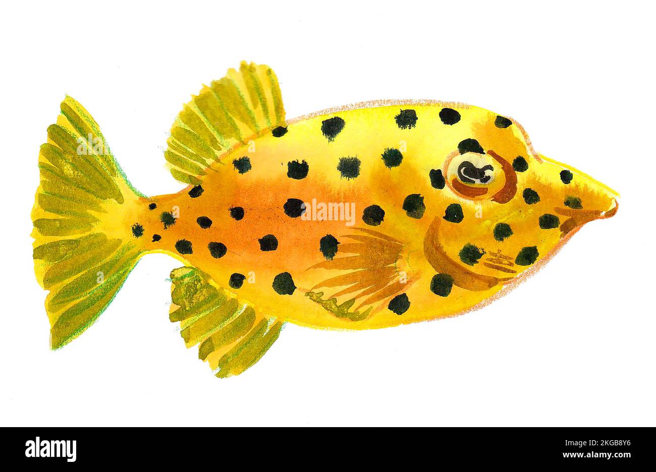 Yellow tropical fish with black dots on white background. Ink and ...