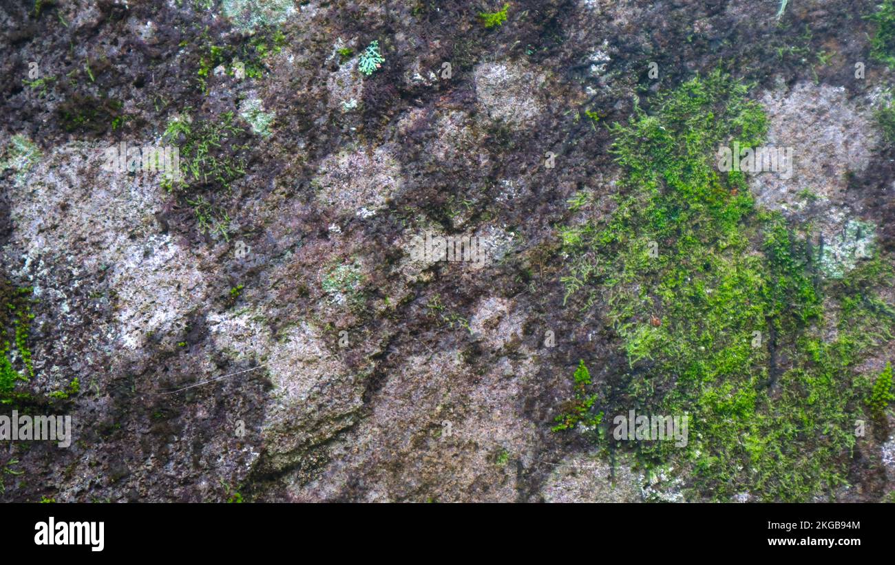 Mossy stone texture as background Stock Photo - Alamy