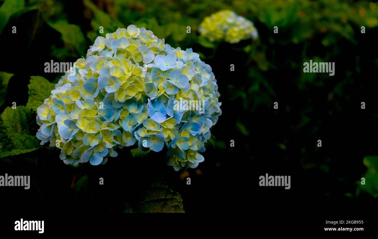 beautiful and amazing hydrangea flowers Stock Photo - Alamy