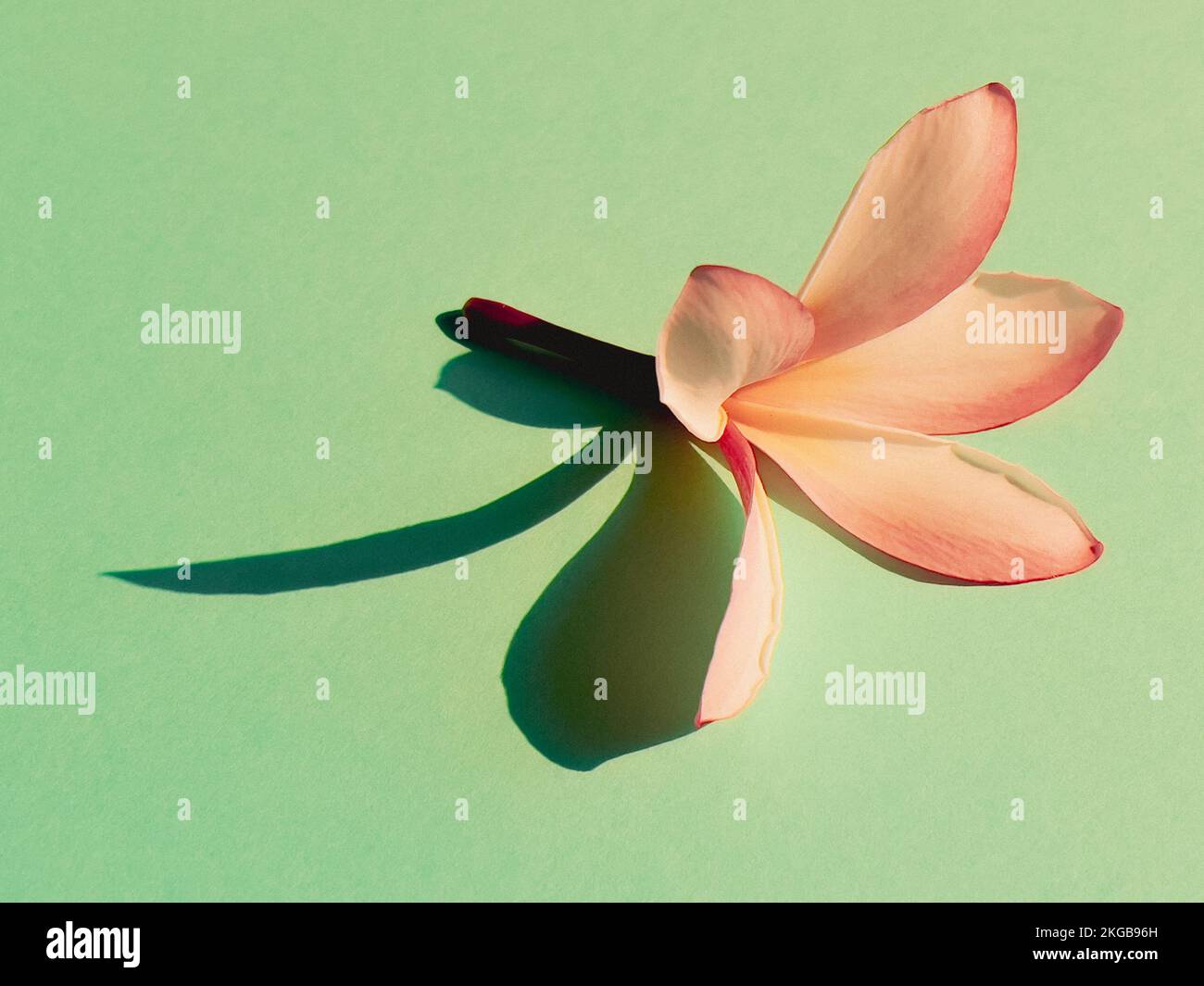 Delicate casting hi-res stock photography and images - Alamy