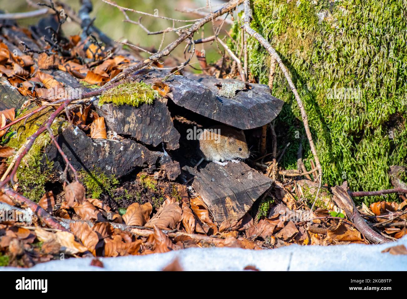 Mouse in the forest, spring time Stock Photo - Alamy
