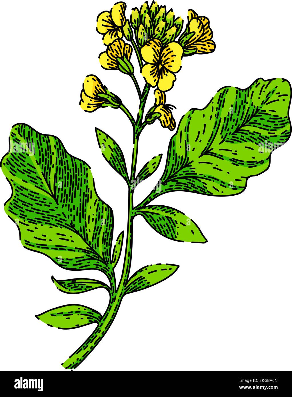 mustard plant sketch hand drawn vector Stock Vector Image & Art - Alamy