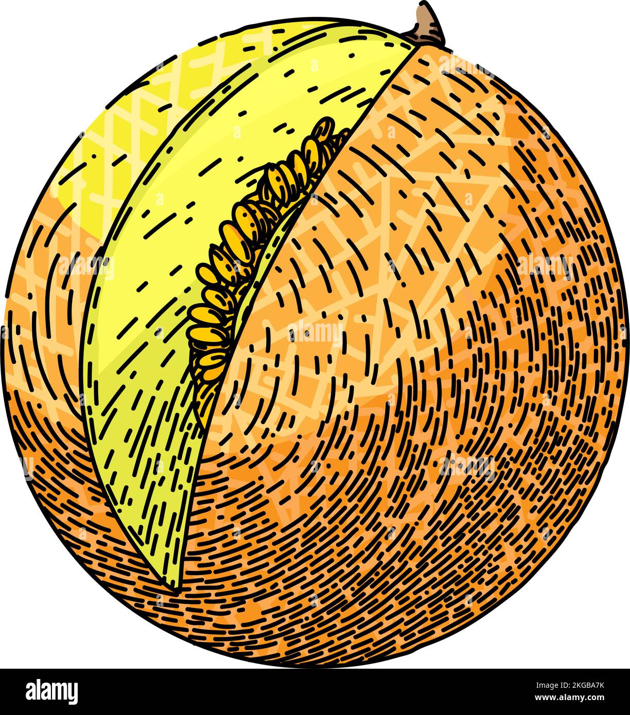 melon yellow sketch hand drawn vector Stock Vector Image & Art - Alamy