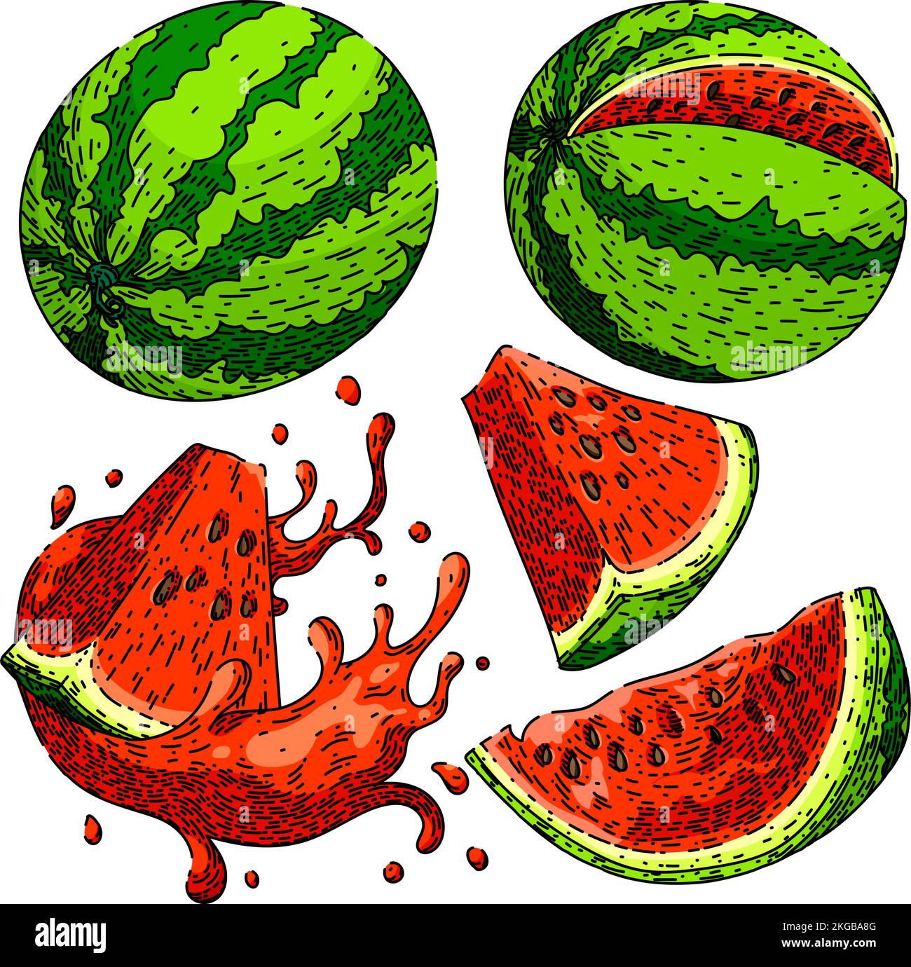 watermelon slice set sketch hand drawn vector Stock Vector Image & Art ...
