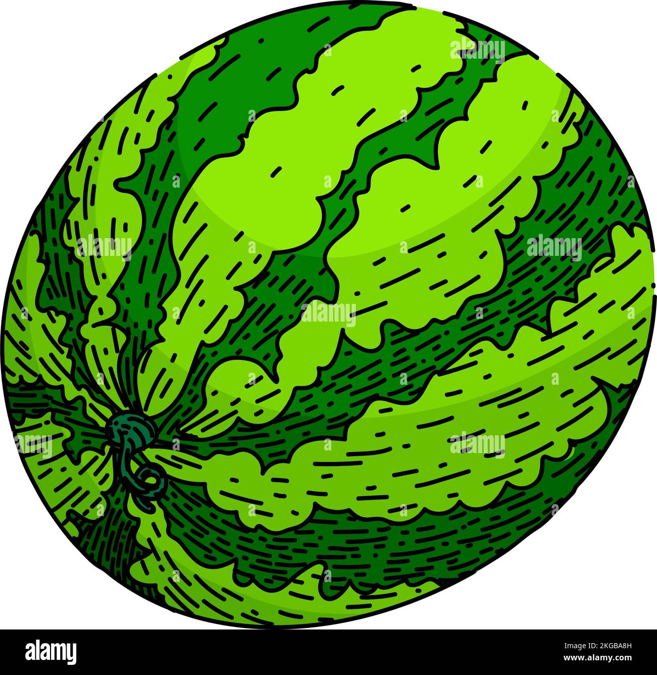 watermelon green sketch hand drawn vector Stock Vector Image & Art - Alamy