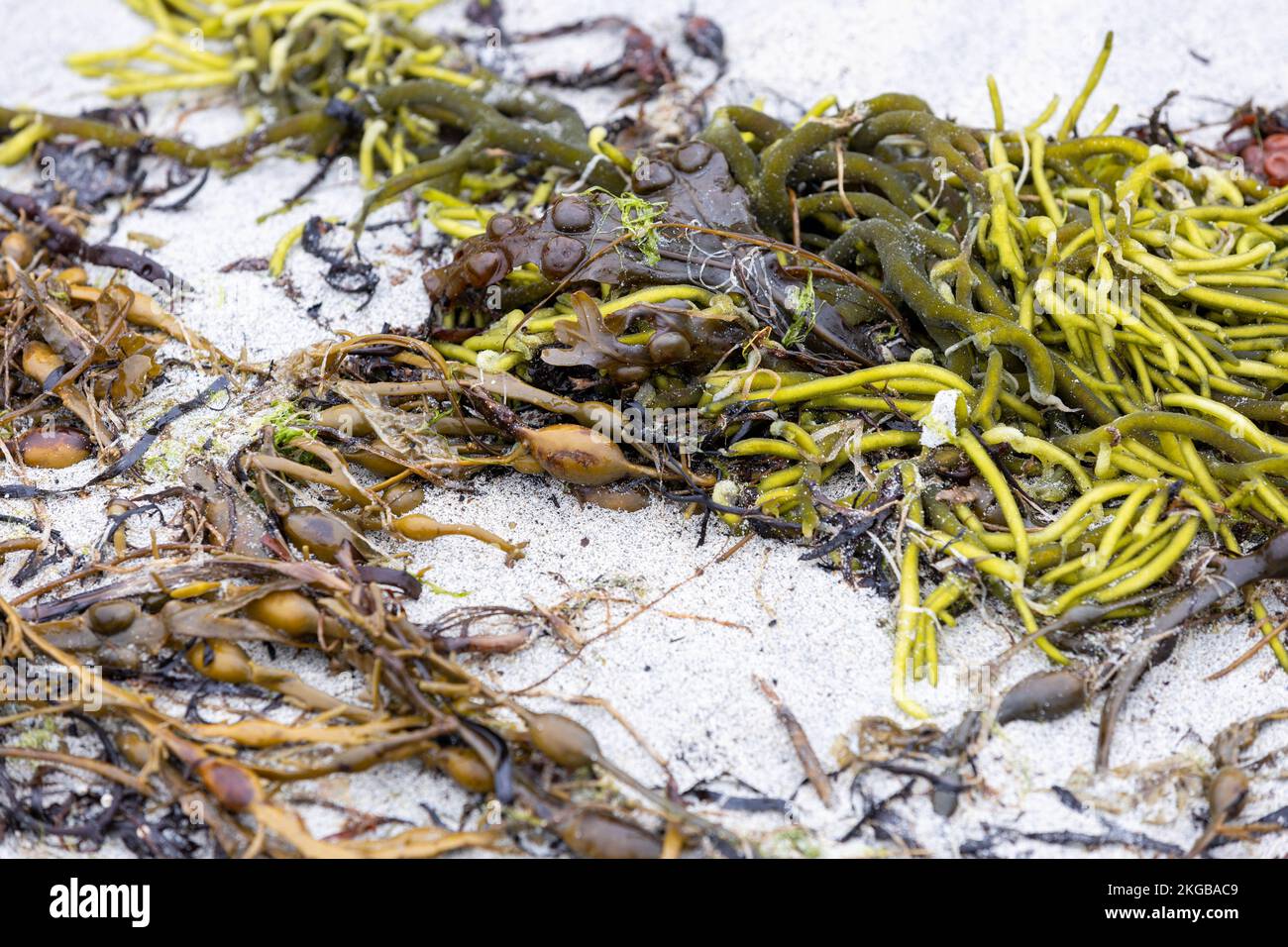Dried green Codium Algae plants on white sandy beach Stock Photo - Alamy