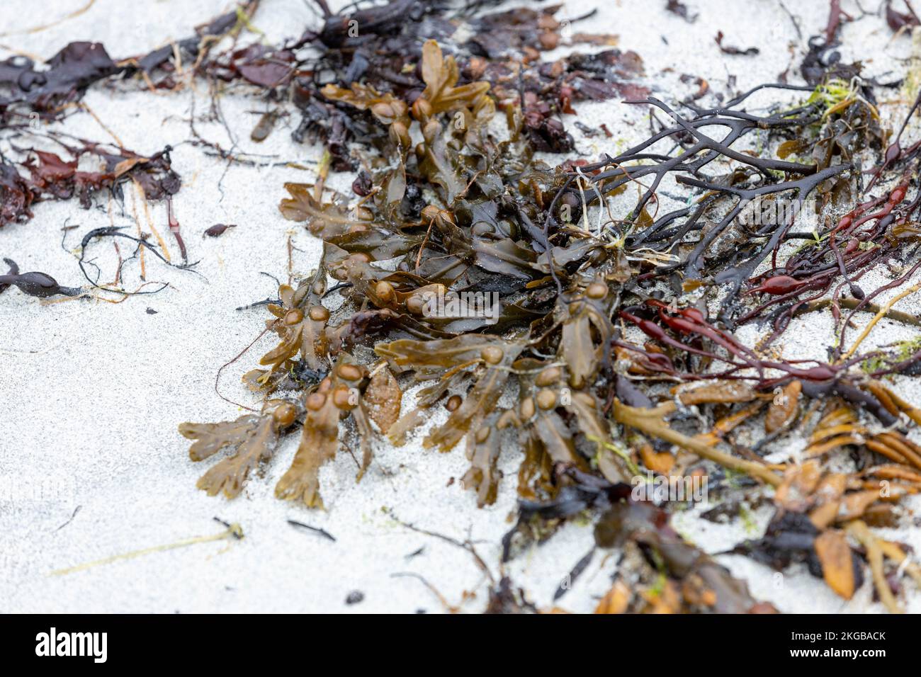 Dried brown Codium Algae plants on white sandy beach Stock Photo - Alamy