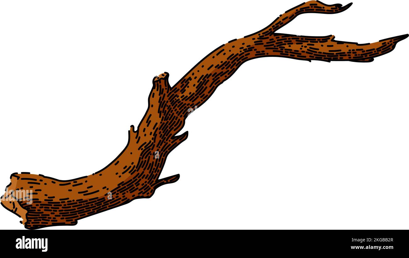 branch wood sketch hand drawn vector Stock Vector Image & Art - Alamy
