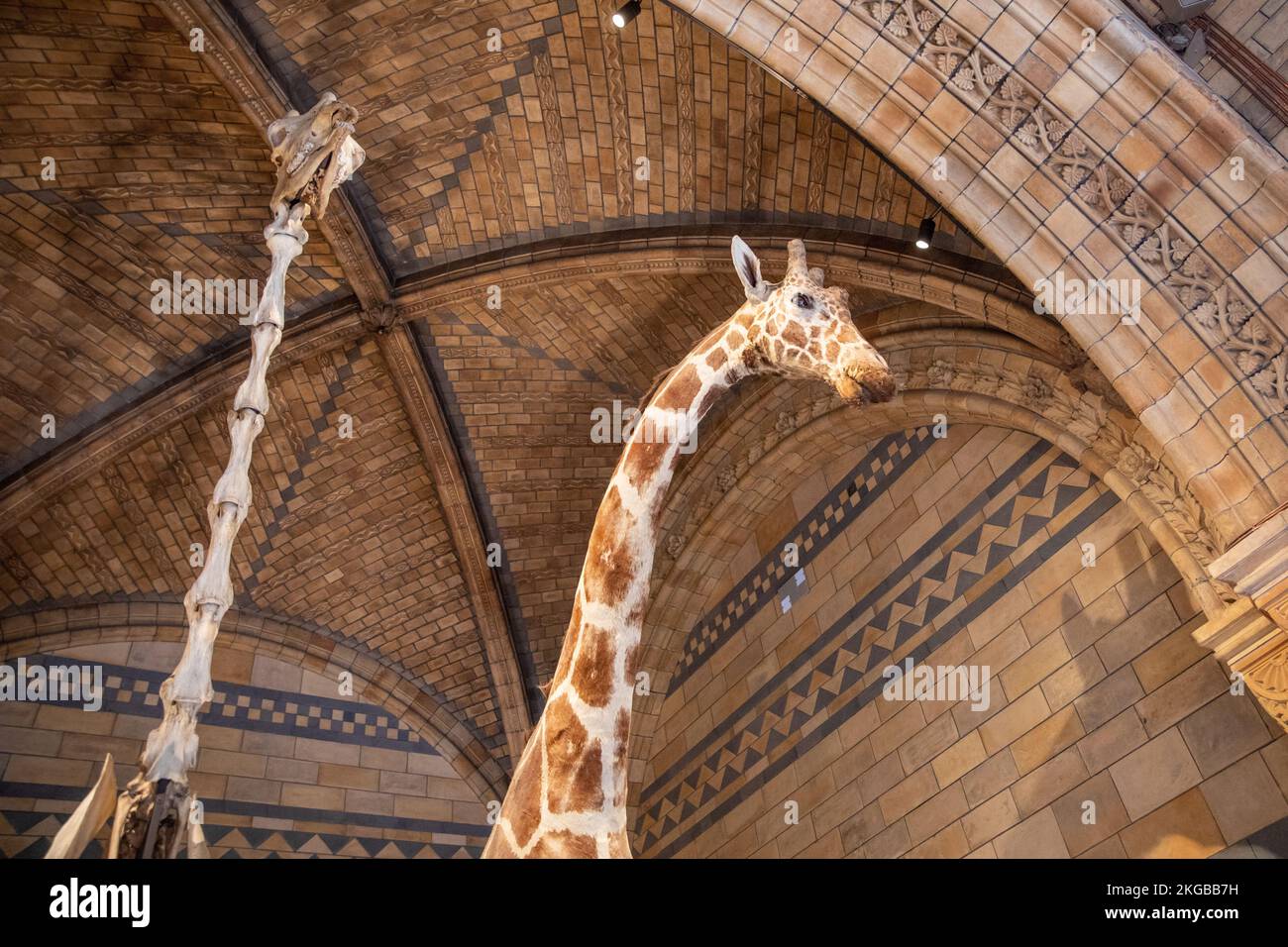 A giraffe and its skeleton at the Natural History Museum Stock Photo ...