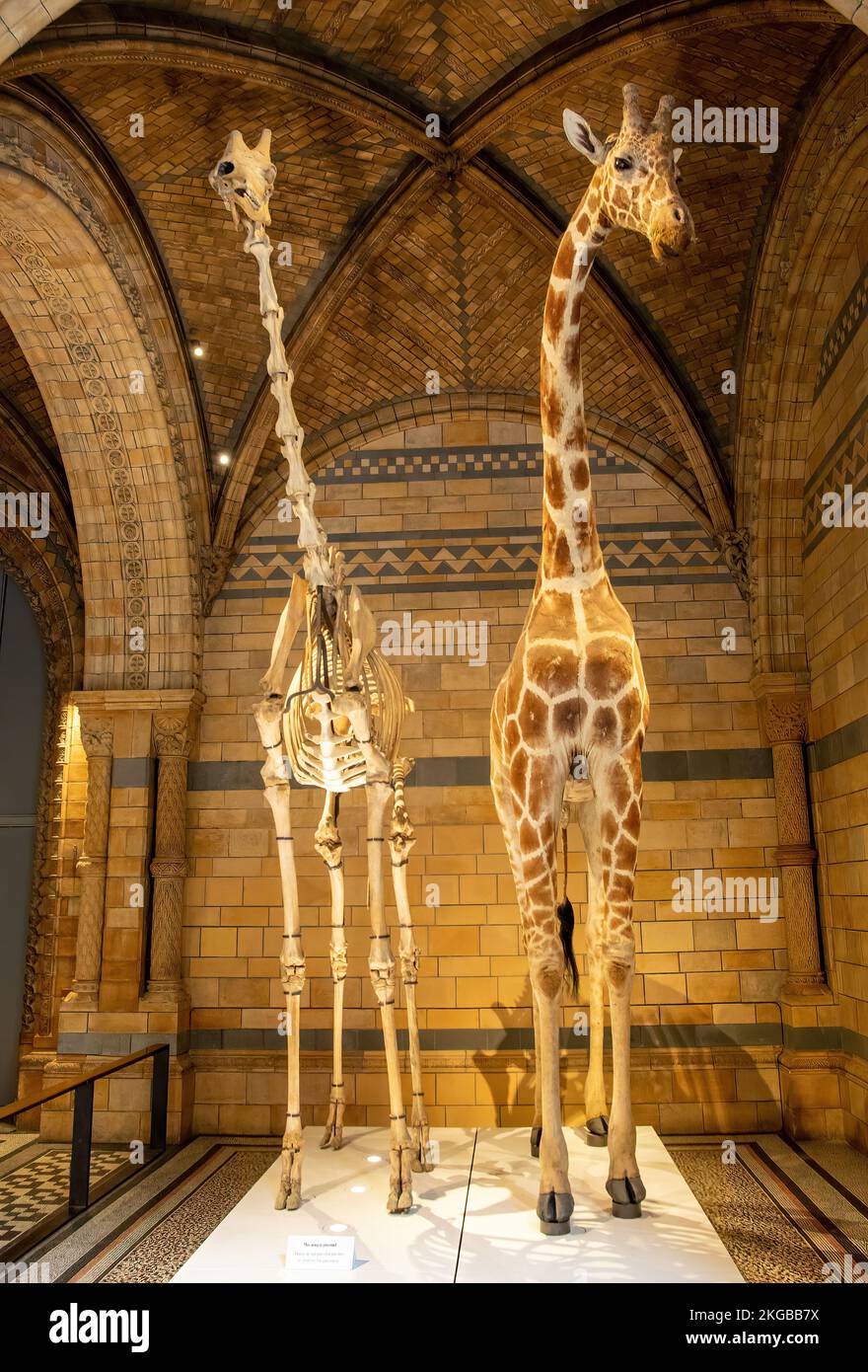 A giraffe and its skeleton at the Natural History Museum Stock Photo ...