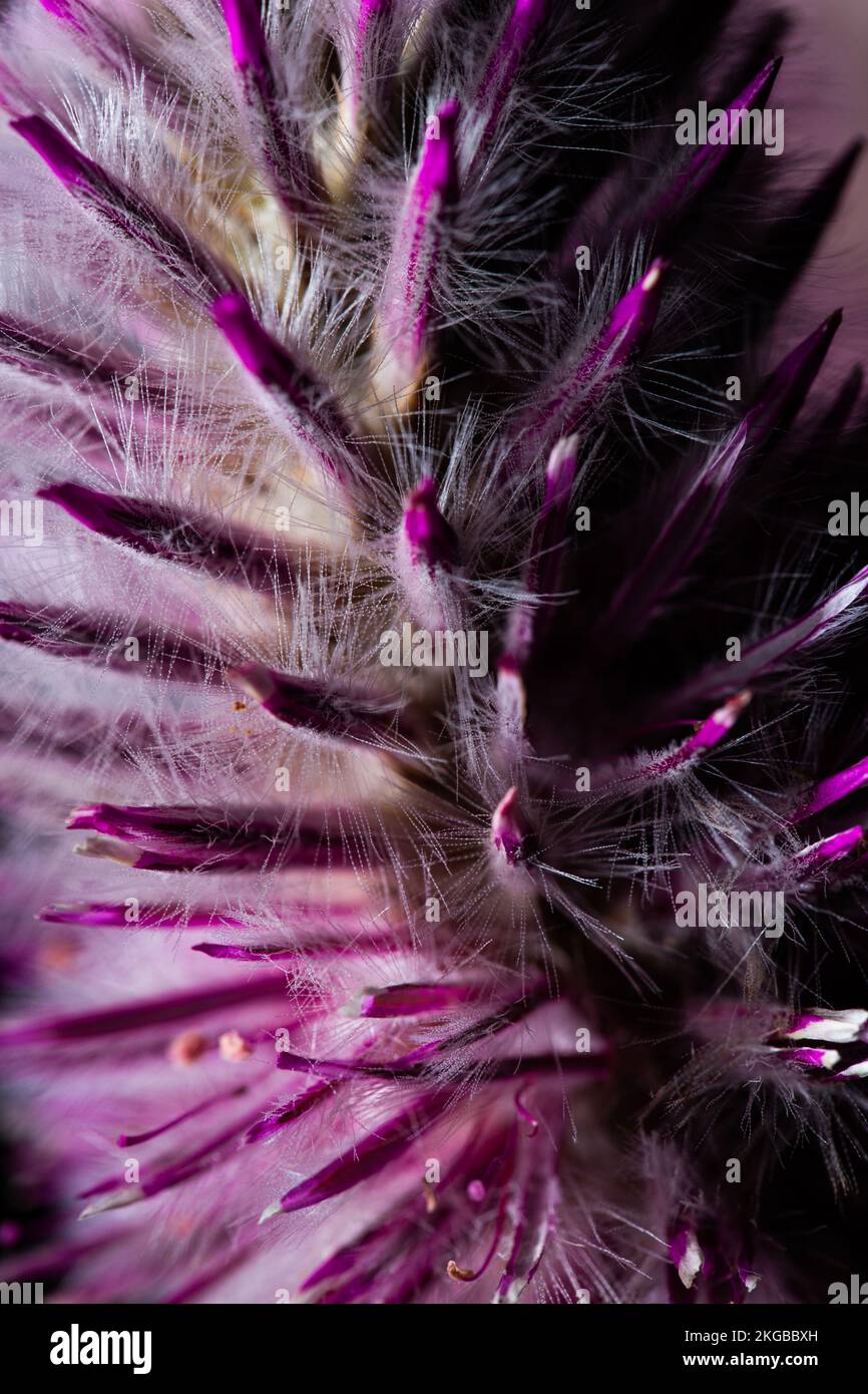 A vertical closeup of mulla mulla (Ptilotus exaltatus) flowers growing ...