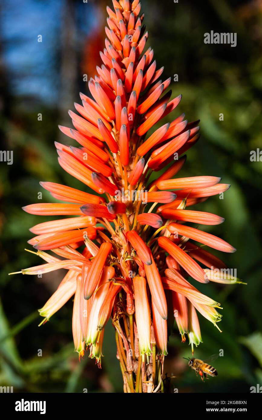 Tree aloe arborescens in hi-res stock photography and images - Alamy
