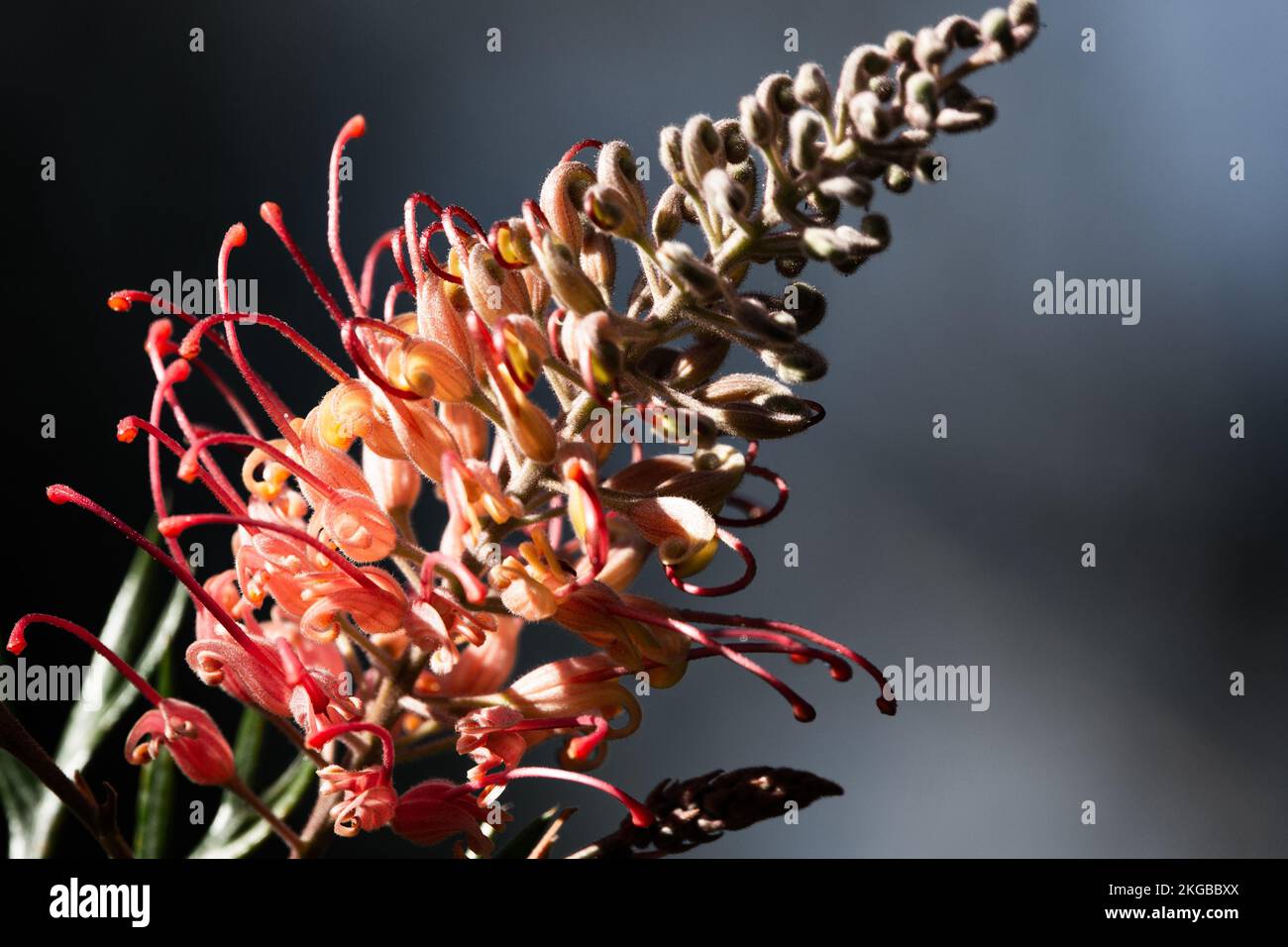 Grevillea flowers hi-res stock photography and images - Alamy