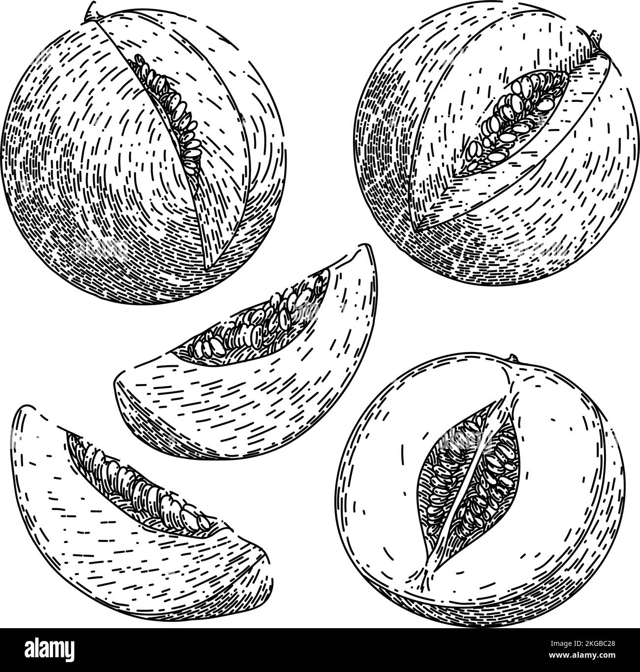 melon cantaloupe fruit set sketch hand drawn vector Stock Vector Image ...