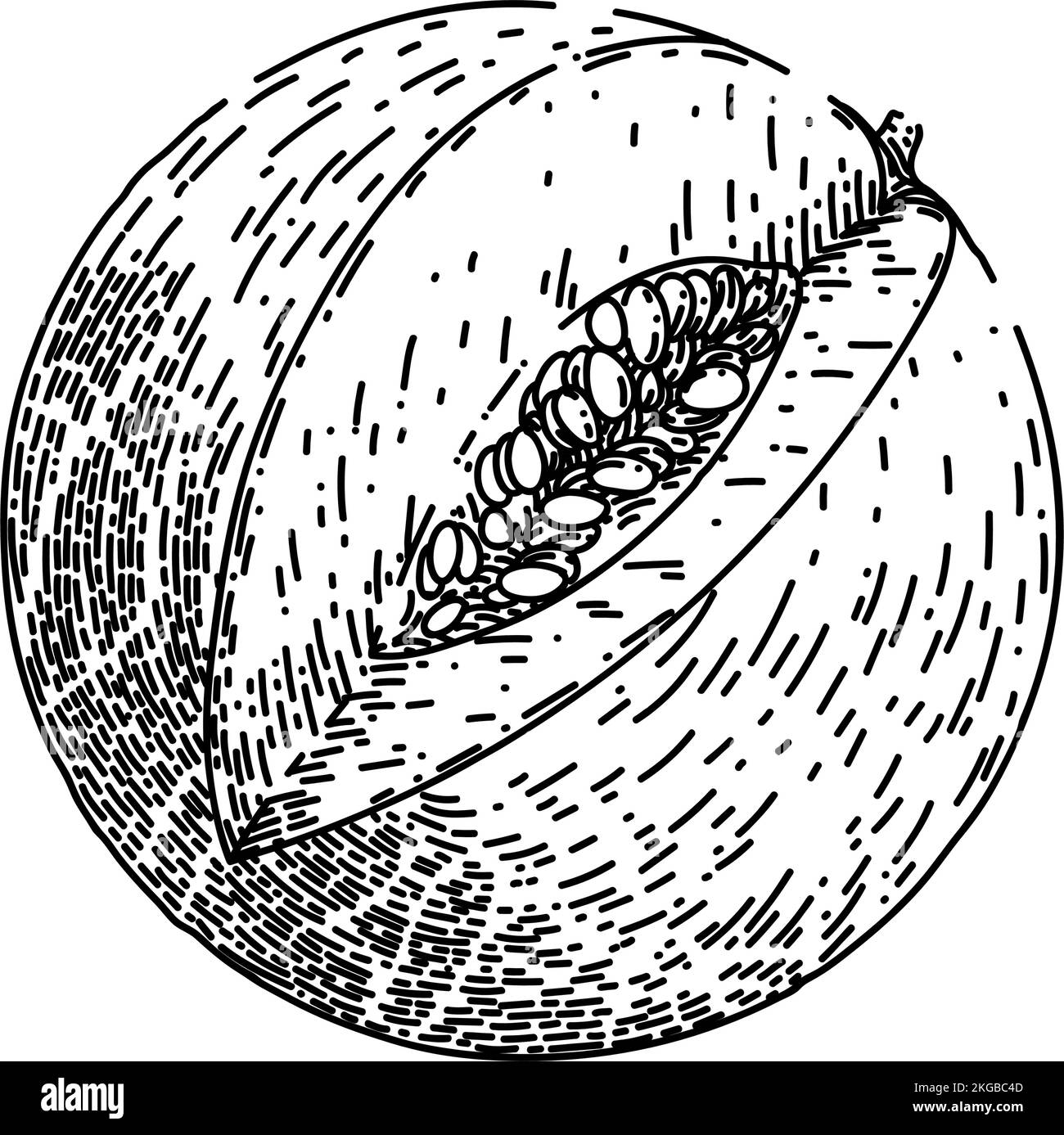 melon cantaloupe sketch hand drawn vector Stock Vector Image & Art - Alamy