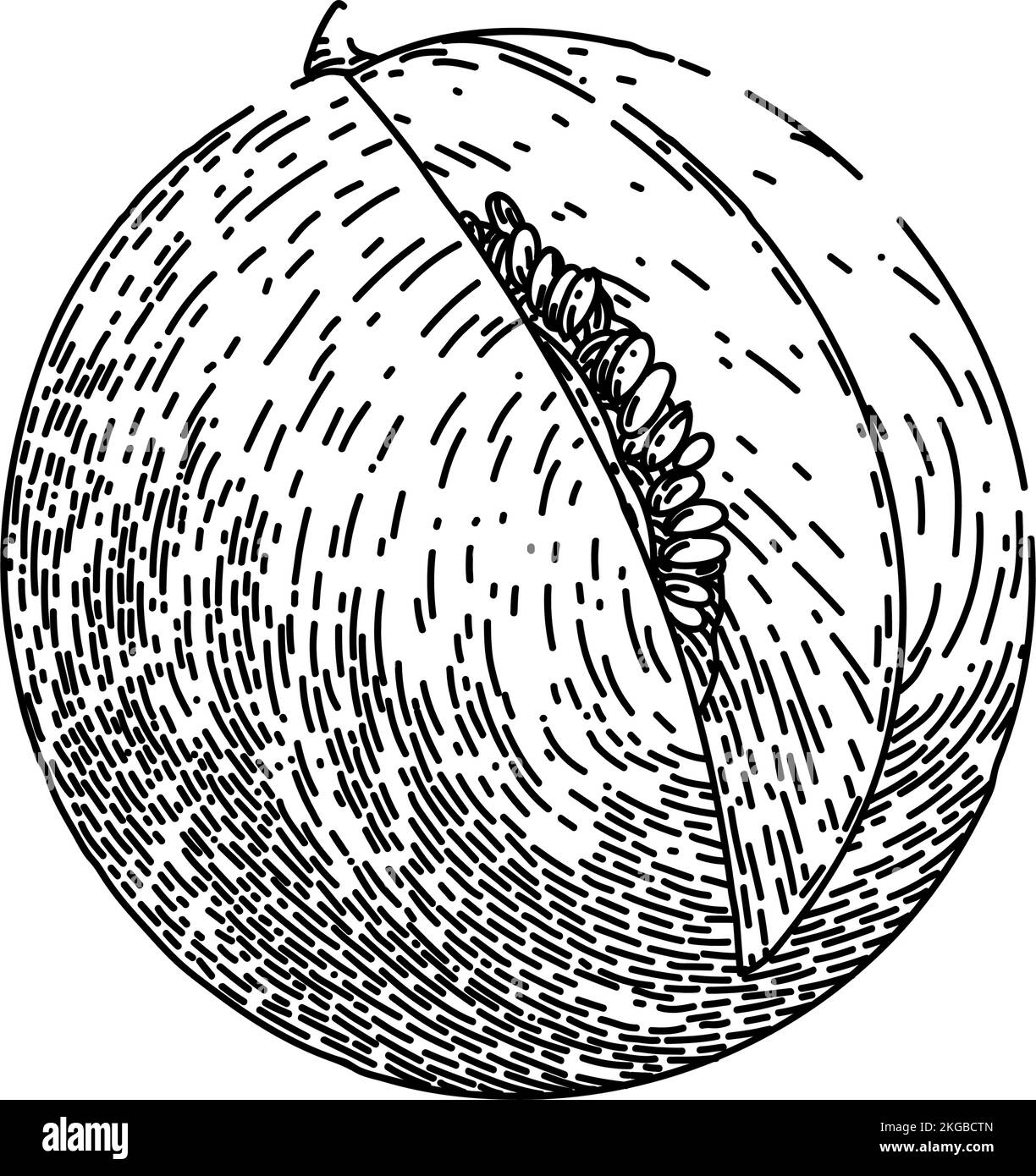 melon yellow sketch hand drawn vector Stock Vector Image & Art - Alamy