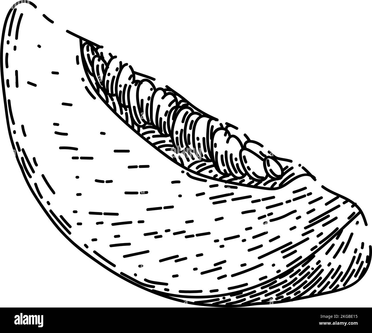 melon yellow slice sketch hand drawn vector Stock Vector Image & Art ...