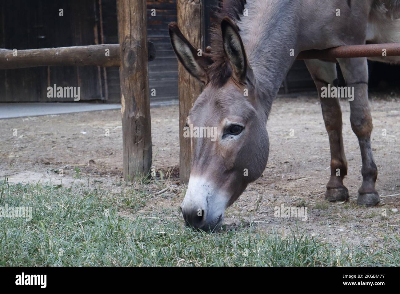 Close up of a adult domestic donkey behind a wood fence on an Italian ...