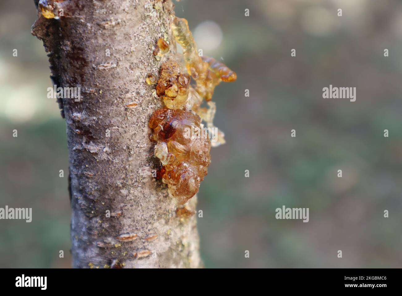 Close up of hardened fruit tree resin Stock Photo - Alamy