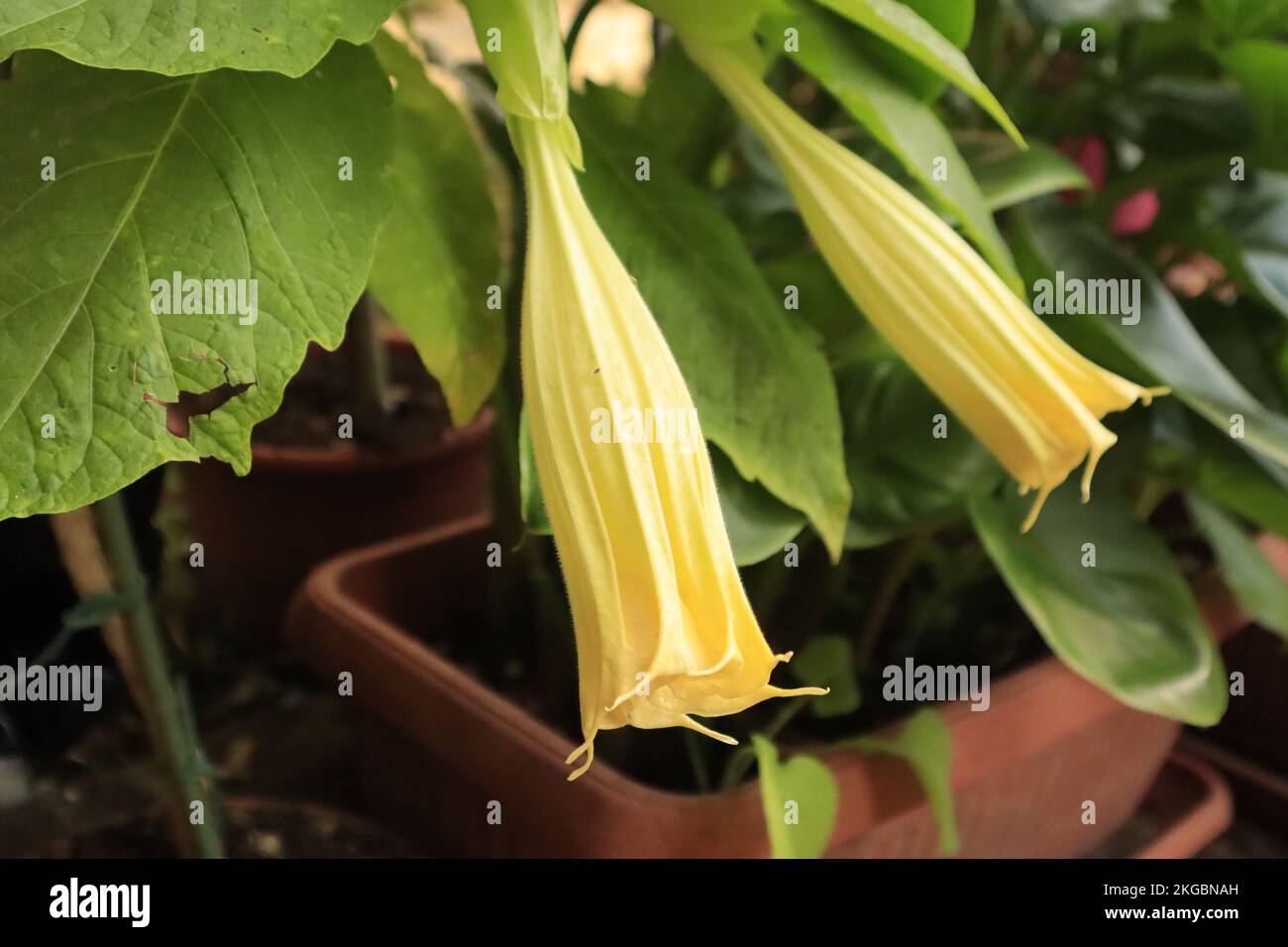 Angel trumpet botanical garden hi-res stock photography and images - Alamy