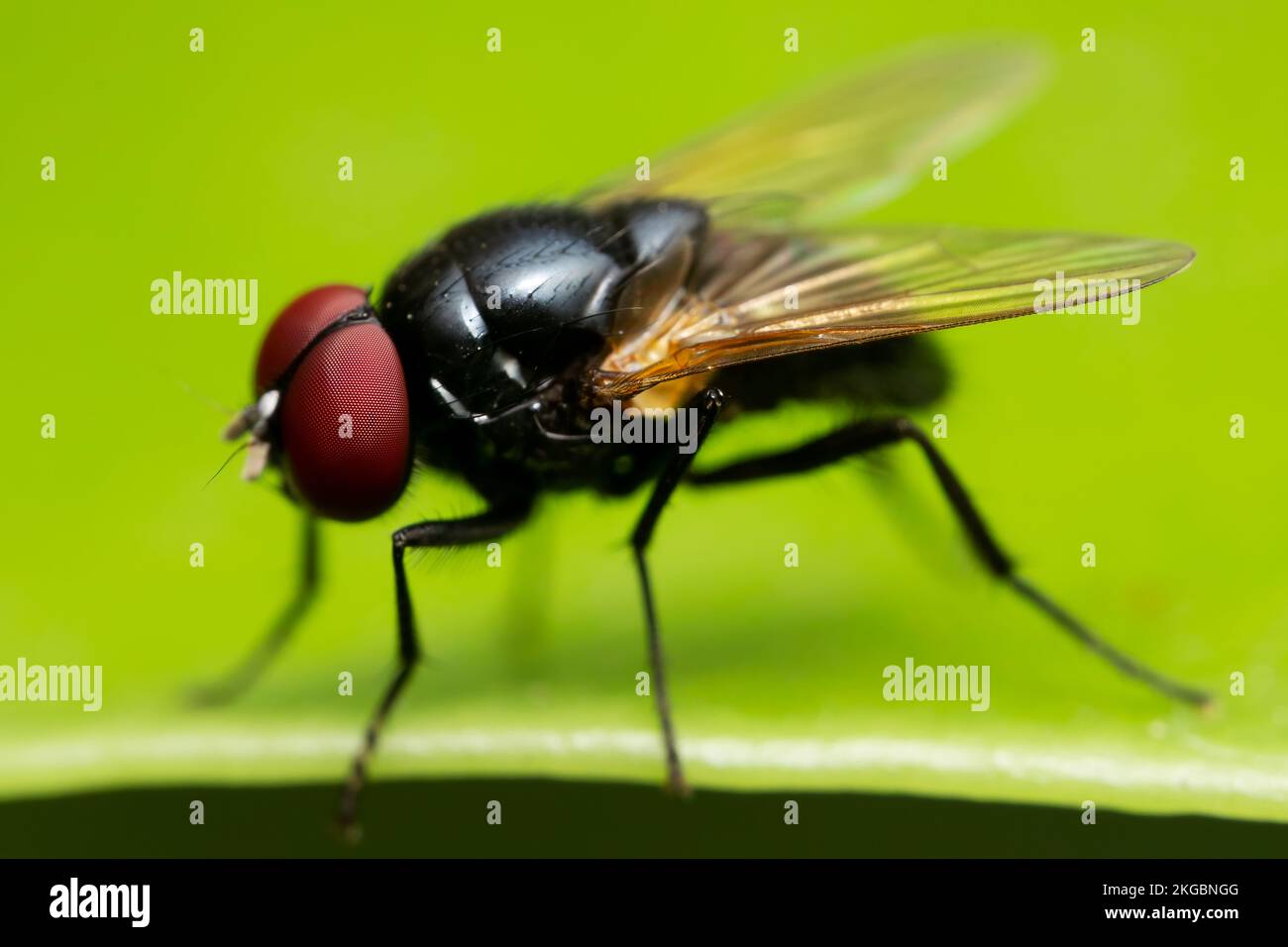 Macro photography of black blow fly on green leaf Stock Photo - Alamy
