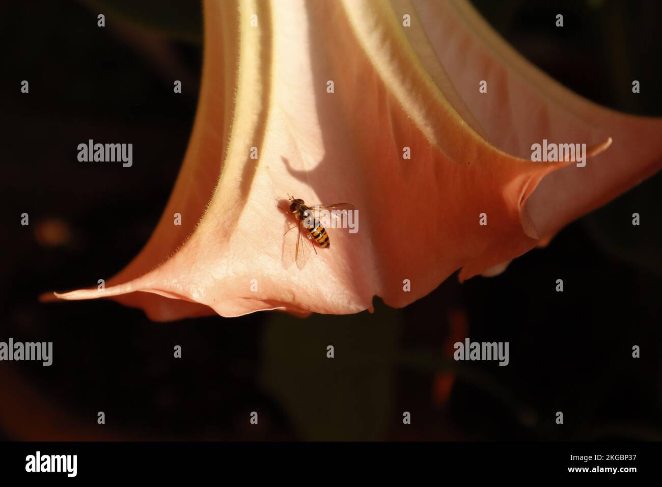 Close up of Episyrphus balteatus resting on a Brugmansia or Angel's ...
