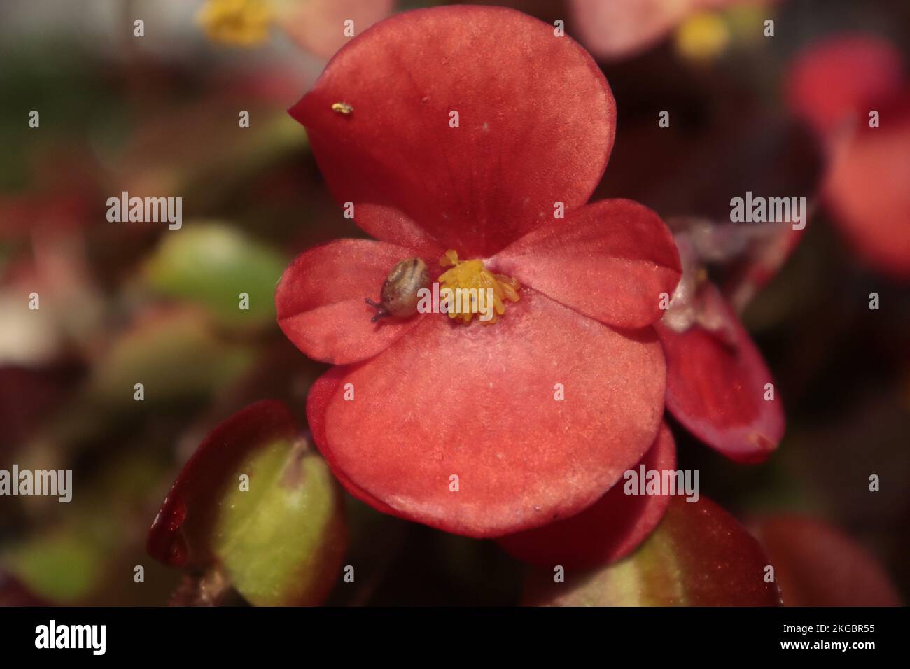 Little begonia hi-res stock photography and images - Alamy