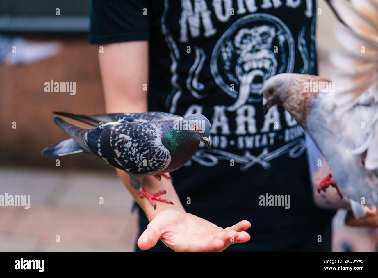 A selective of pigeons on human hands Stock Photo - Alamy