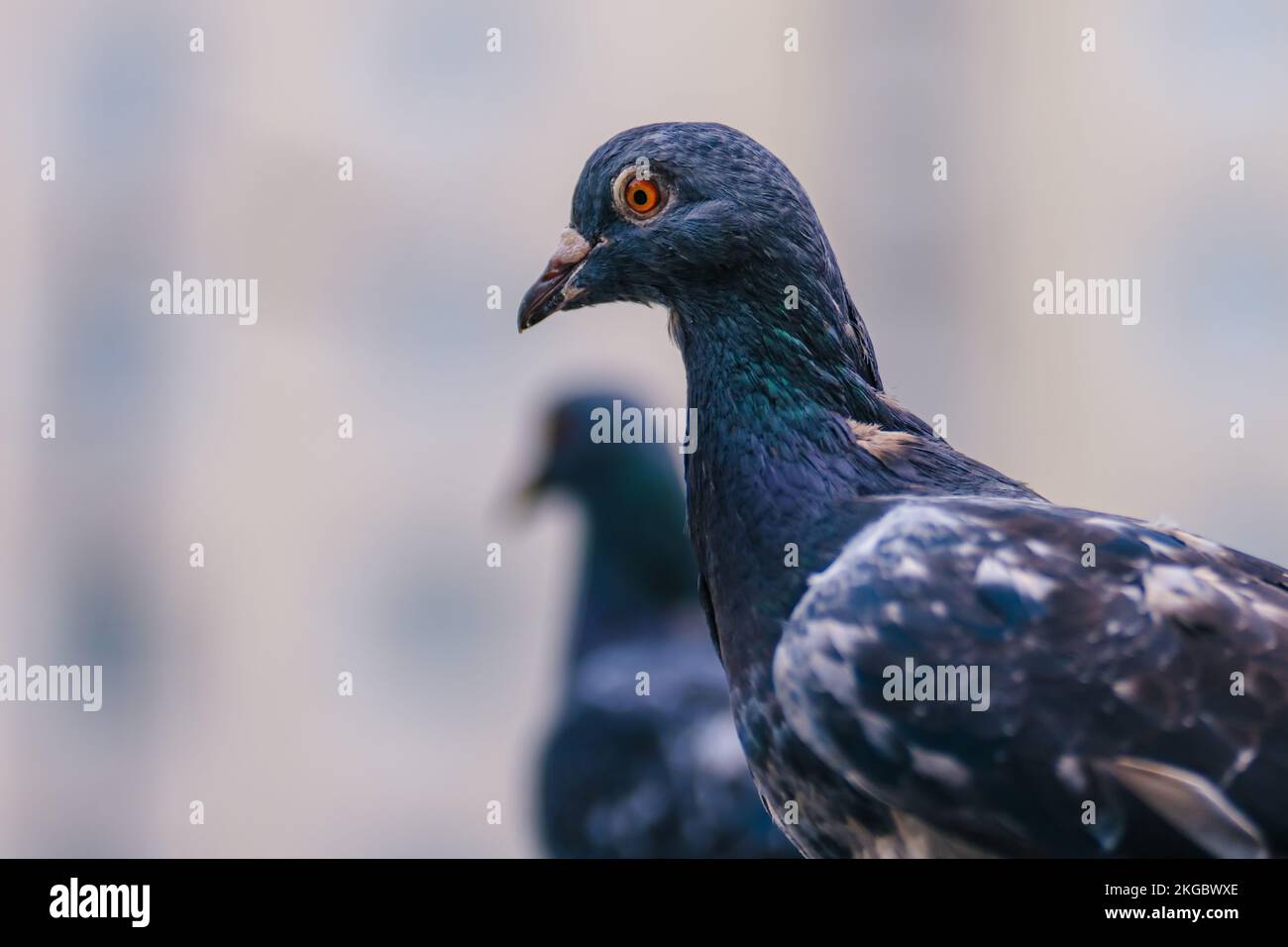 A selective of a pigeon on a stone Stock Photo - Alamy